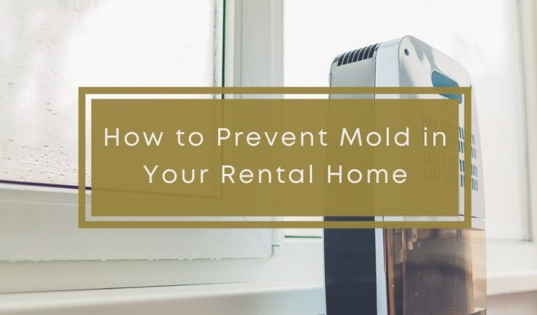 How to Prevent Mold in Your Rental Home